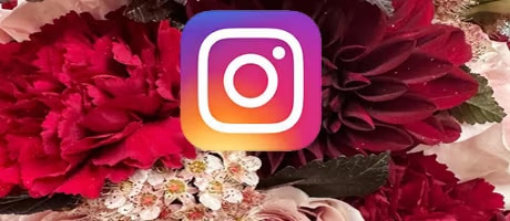 VARSITY LAKES Florist - Flower Delivery by THE POTTED BLOOM ROOM