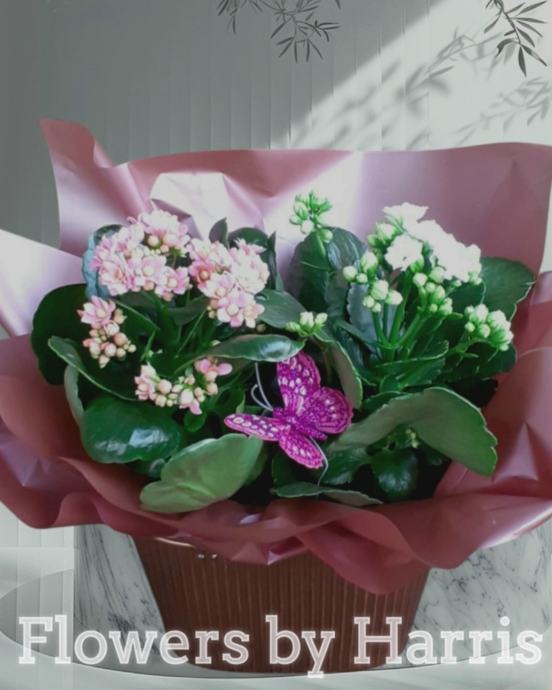 Harris Plants Delivery Rochdale Lancashire Flowers by Harris UK Ltd