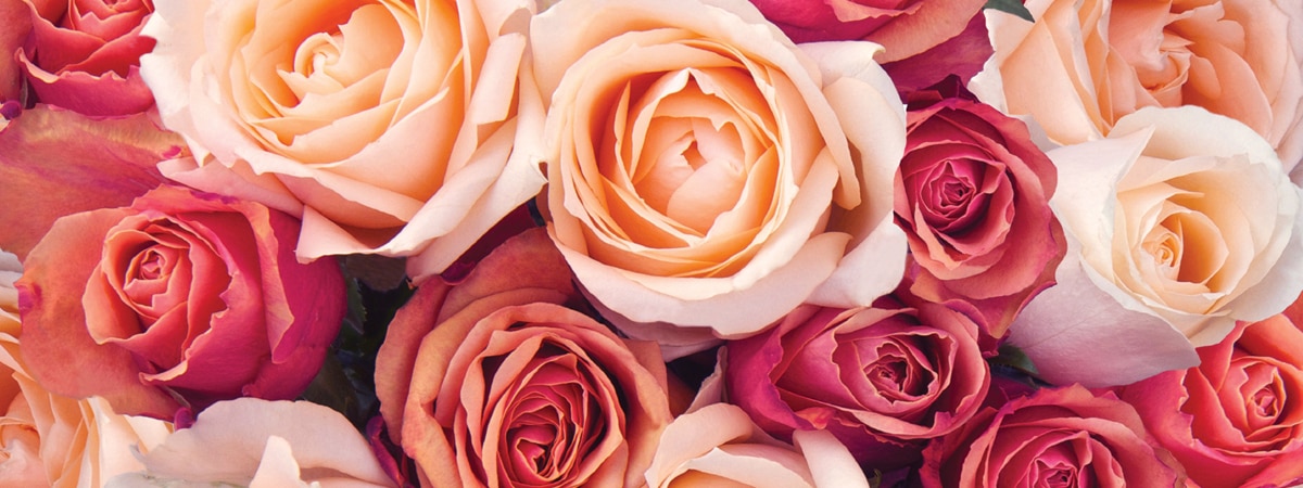 MILSONS POINT Florist - Flower Delivery by LITSA FLOWERS